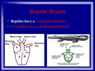 Reptilia | PPT