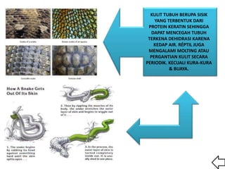 Reptilia | PPT