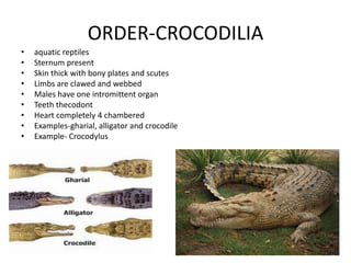 Reptilia classification by deepak rawal | PPTX