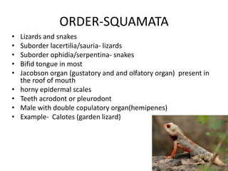 Reptilia classification by deepak rawal | PPTX