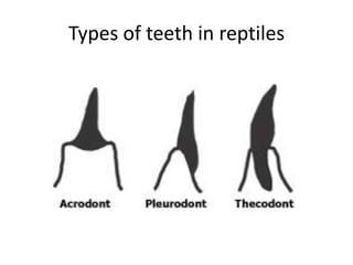 Reptilia classification by deepak rawal | PPTX
