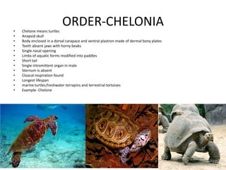 Class Reptilia Chelone