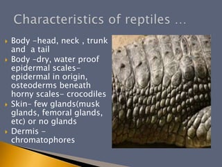 reptiliancharacters-181218161511.pdf