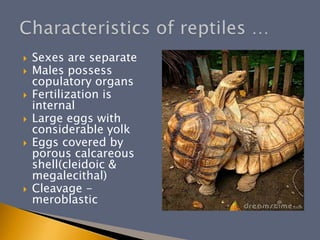 Reptiles Characteristics