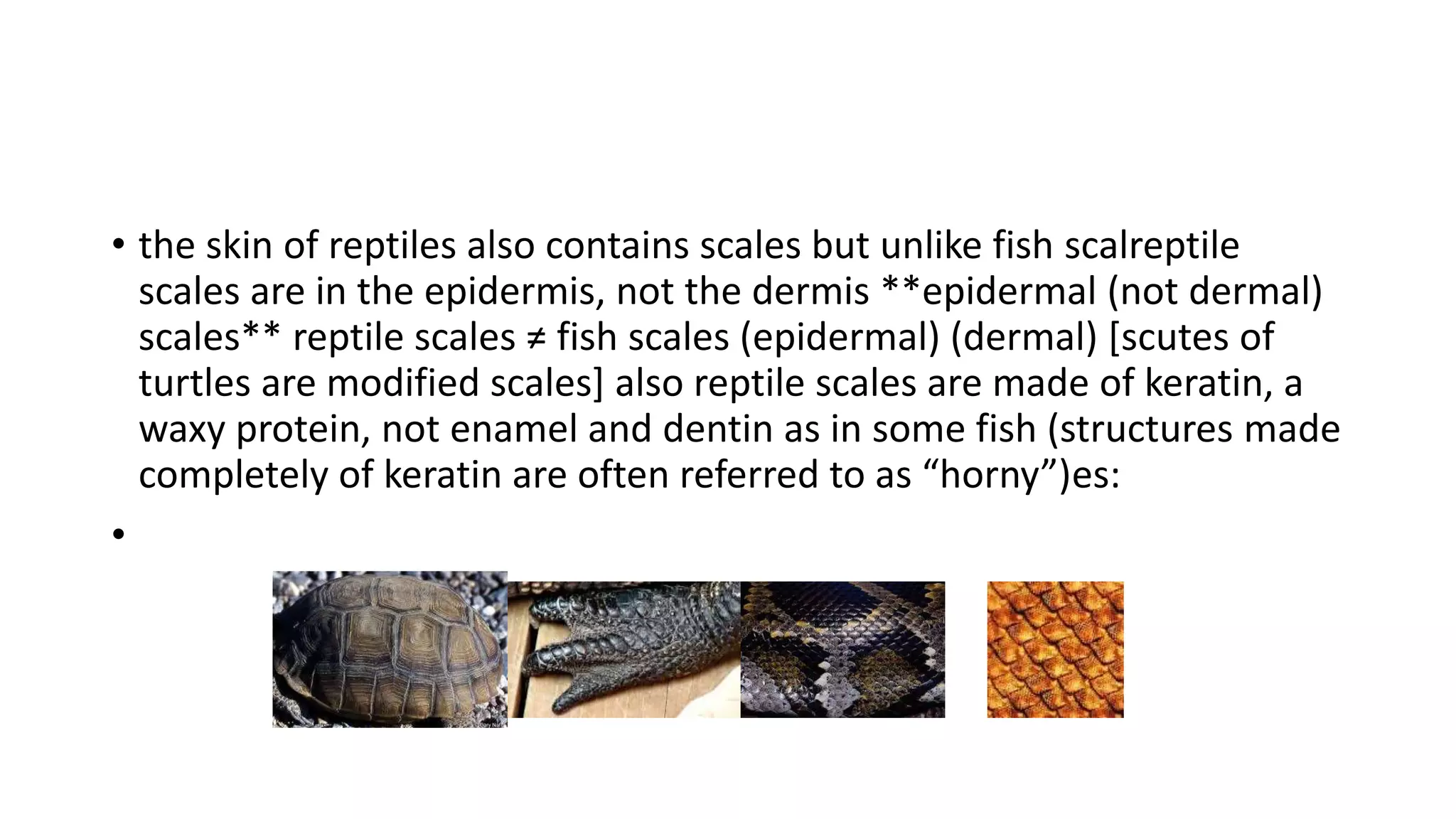 Reptilian skin | PPTX