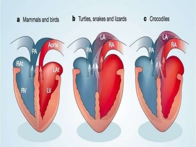 Reptlia Heart 1.pptx