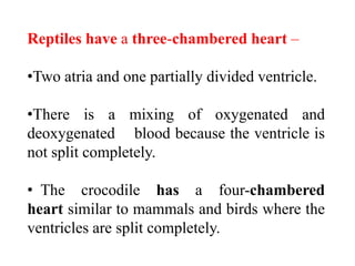 Reptlia Heart 1.pptx