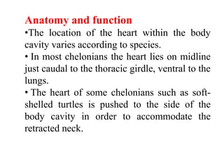 Reptlia Heart 1.pptx