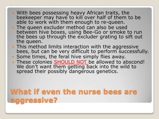 Requeening Feral Hives | PPTX | Beekeeping | Hobbies & Interests