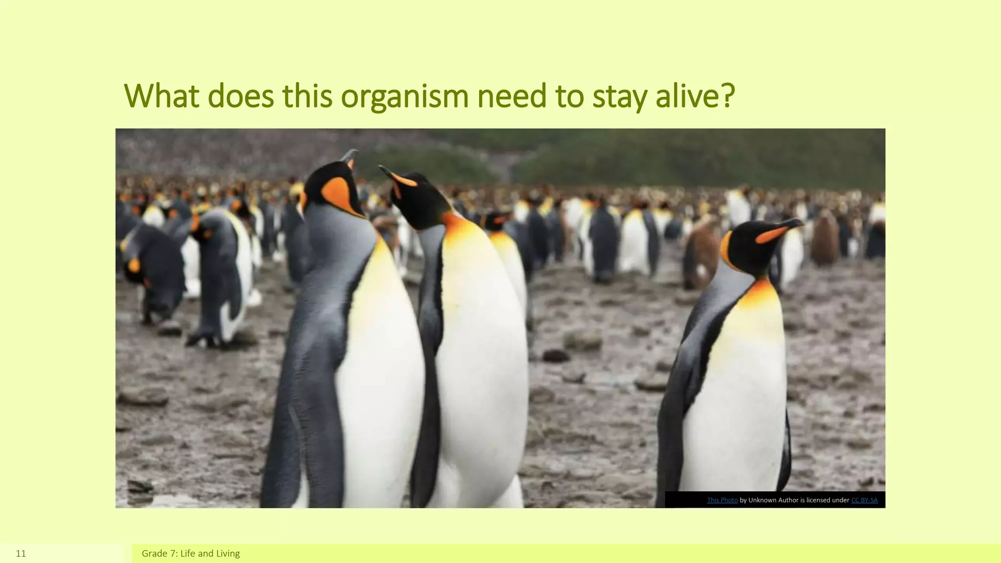 Requirements for sustaining life | PPTX