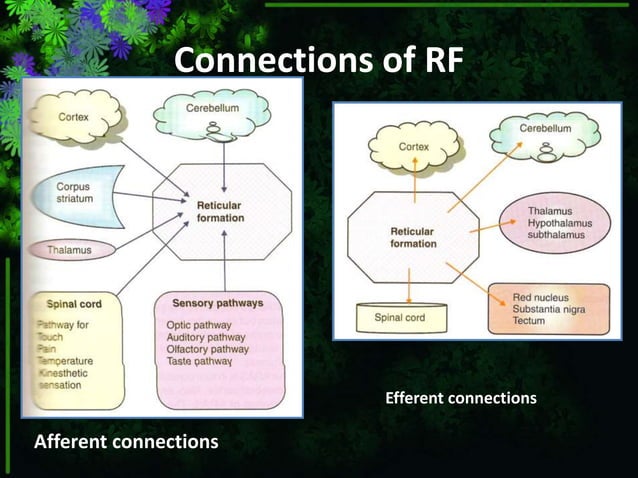 Reticular activating system | PPTX