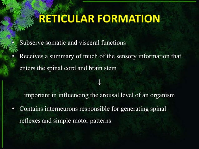 Reticular activating system | PPTX