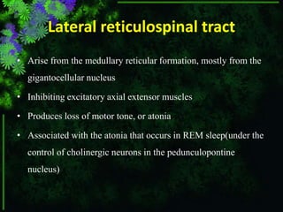 Reticulospinal Tract Reticular Formation