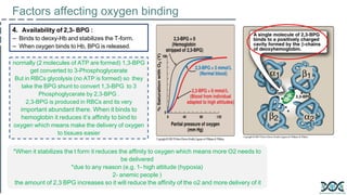 RESPIRATORY BIOCHEMISTRY HEMOGLOBIN AND MYOGLOBIN | PPT