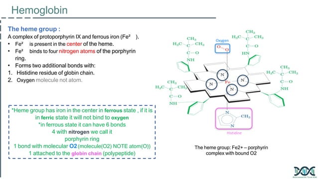 RESPIRATORY BIOCHEMISTRY HEMOGLOBIN AND MYOGLOBIN | PDF | Blood Disorders | Diseases and Conditions
