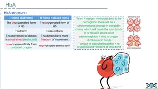 RESPIRATORY BIOCHEMISTRY HEMOGLOBIN AND MYOGLOBIN | PDF | Blood ...