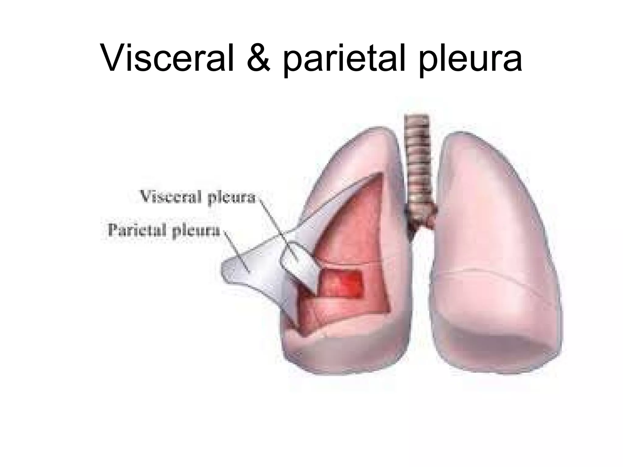 Respiration part 1 | PPT