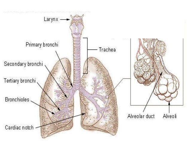 Respiration part 1 | PPT