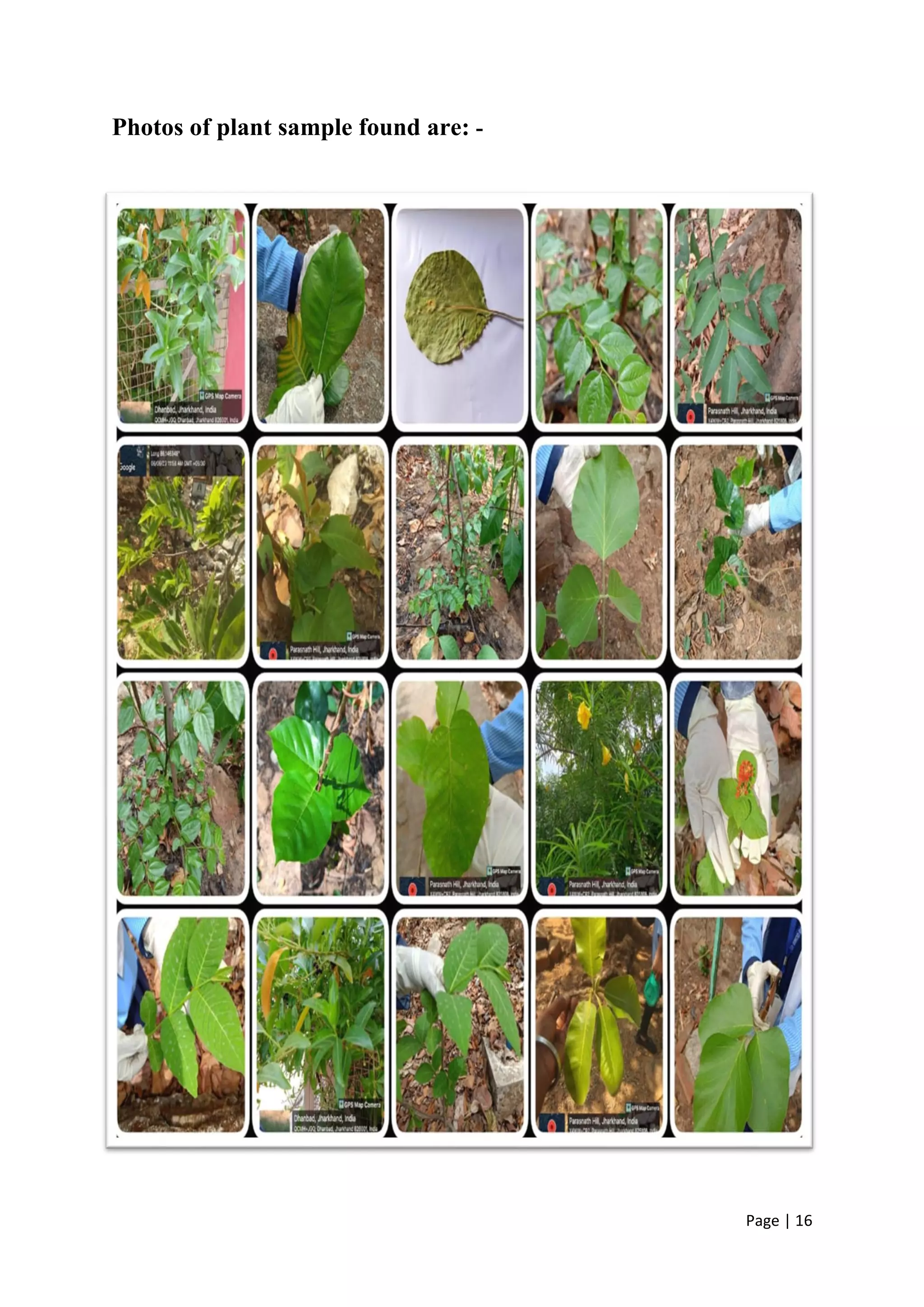 Resarch/Dissertation File on Ethnomedicinal Medicinal Survey of Plant ...