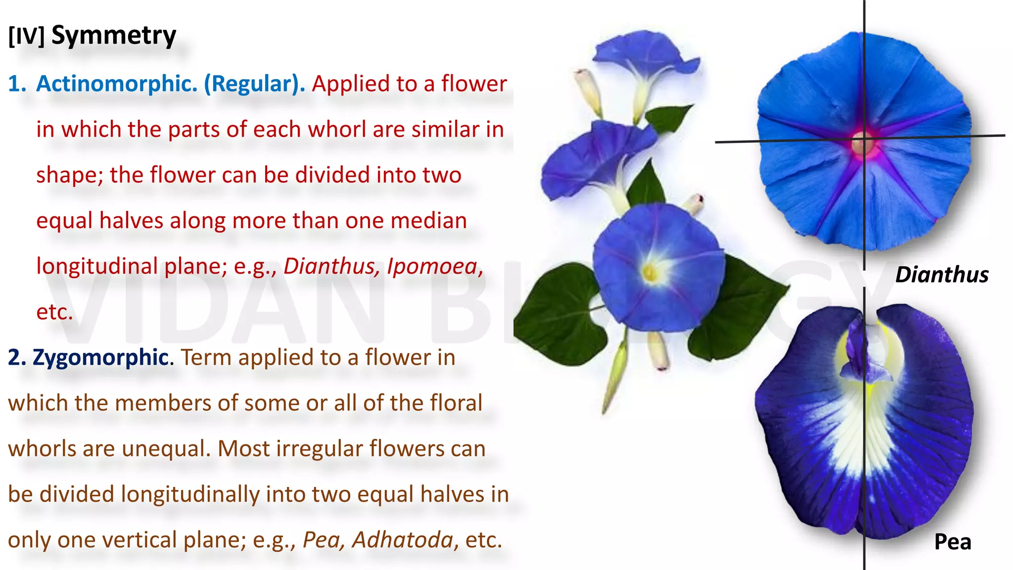 Terminology of plant Taxonomy.pdf