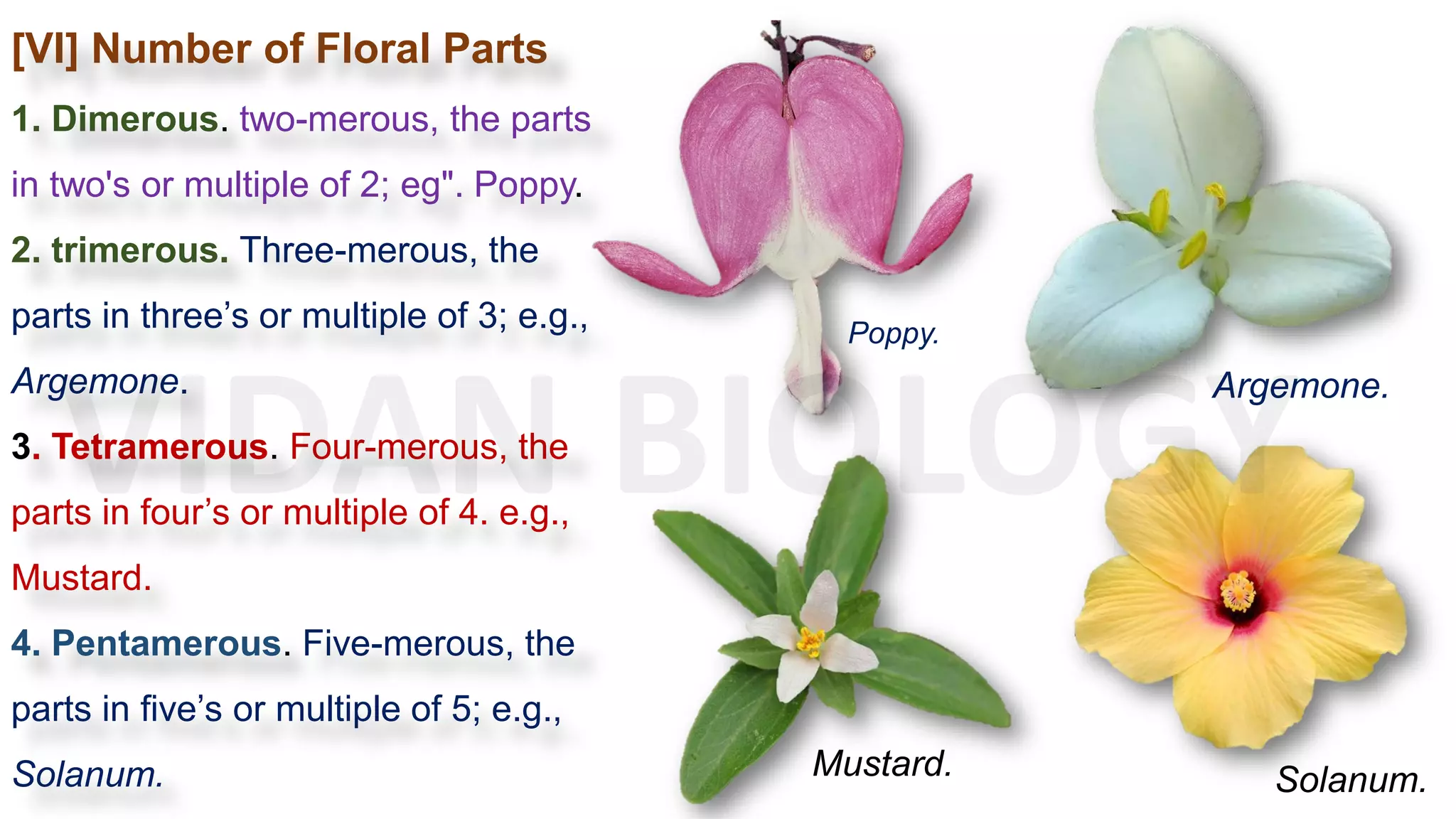 Terminology of plant Taxonomy.pdf
