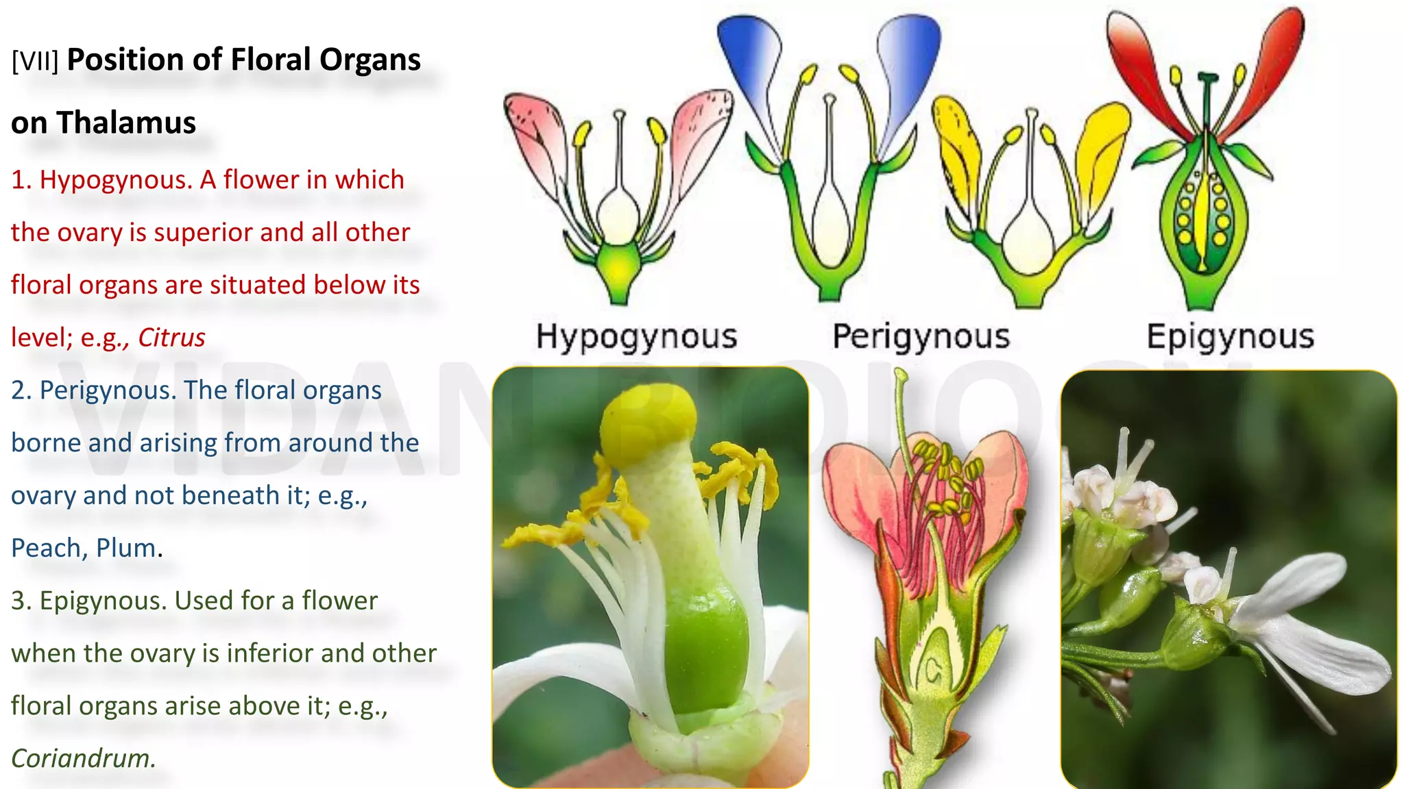 Terminology of plant Taxonomy.pdf