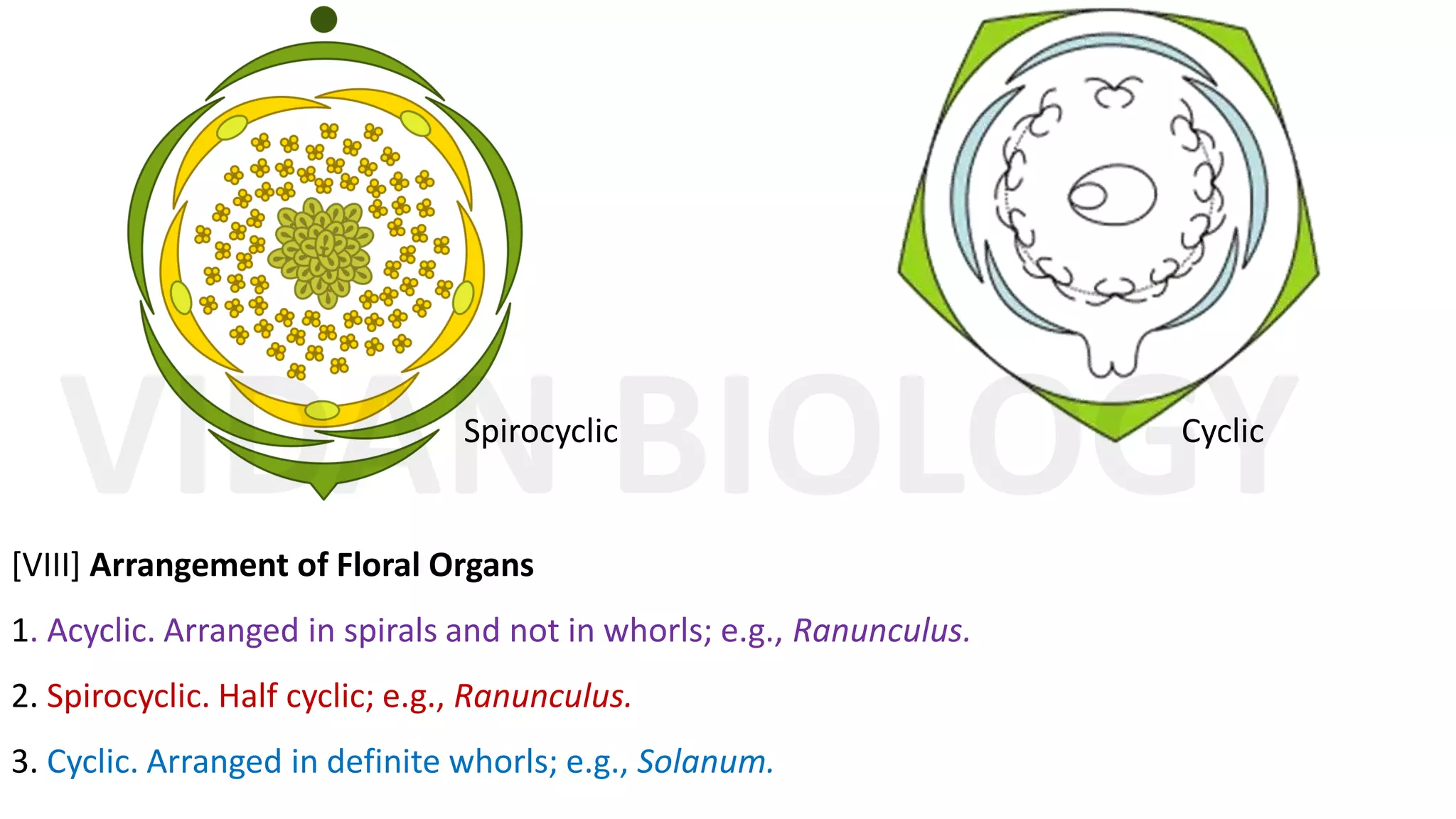 Terminology of plant Taxonomy.pdf