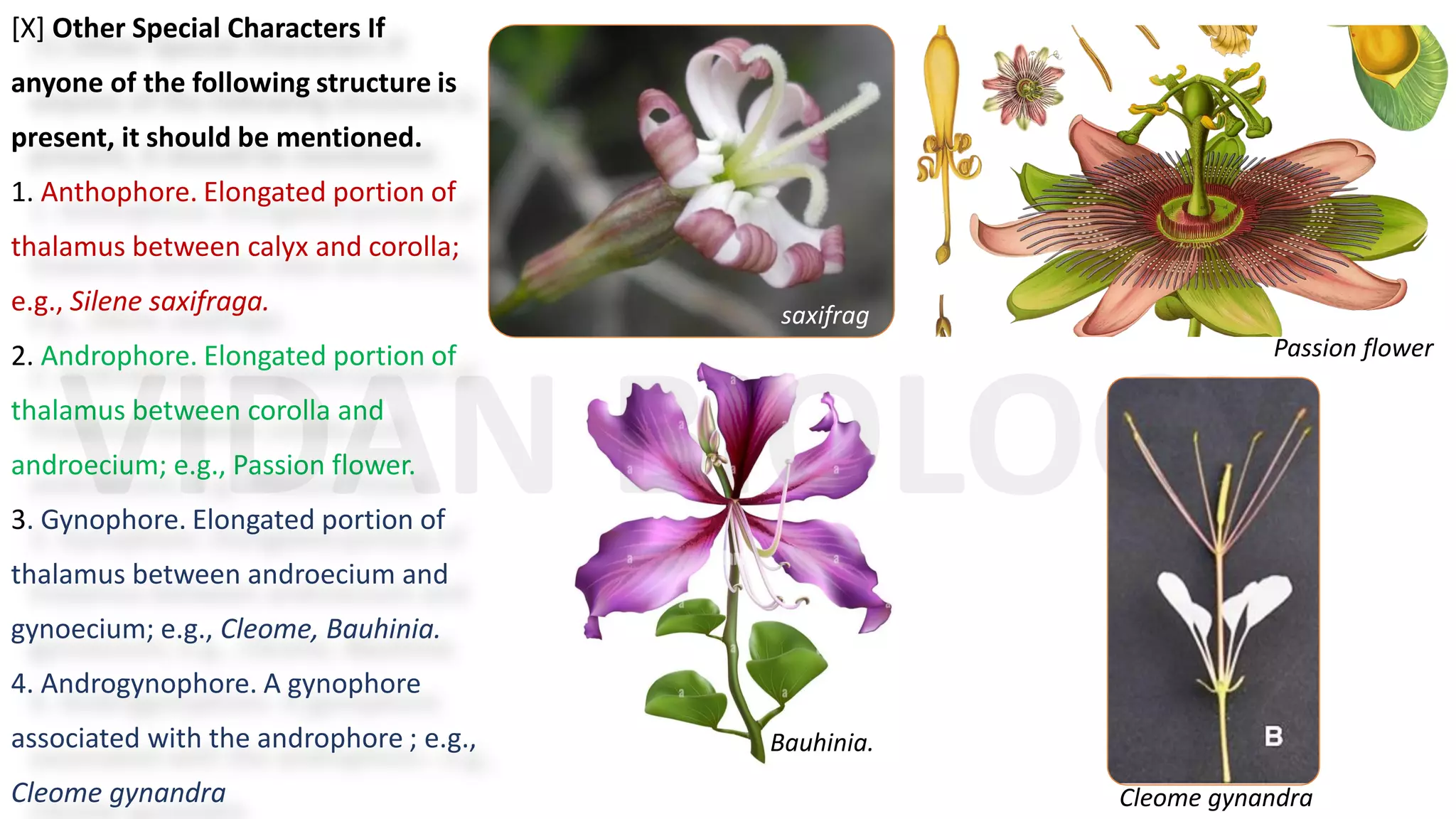 Terminology of plant Taxonomy.pdf