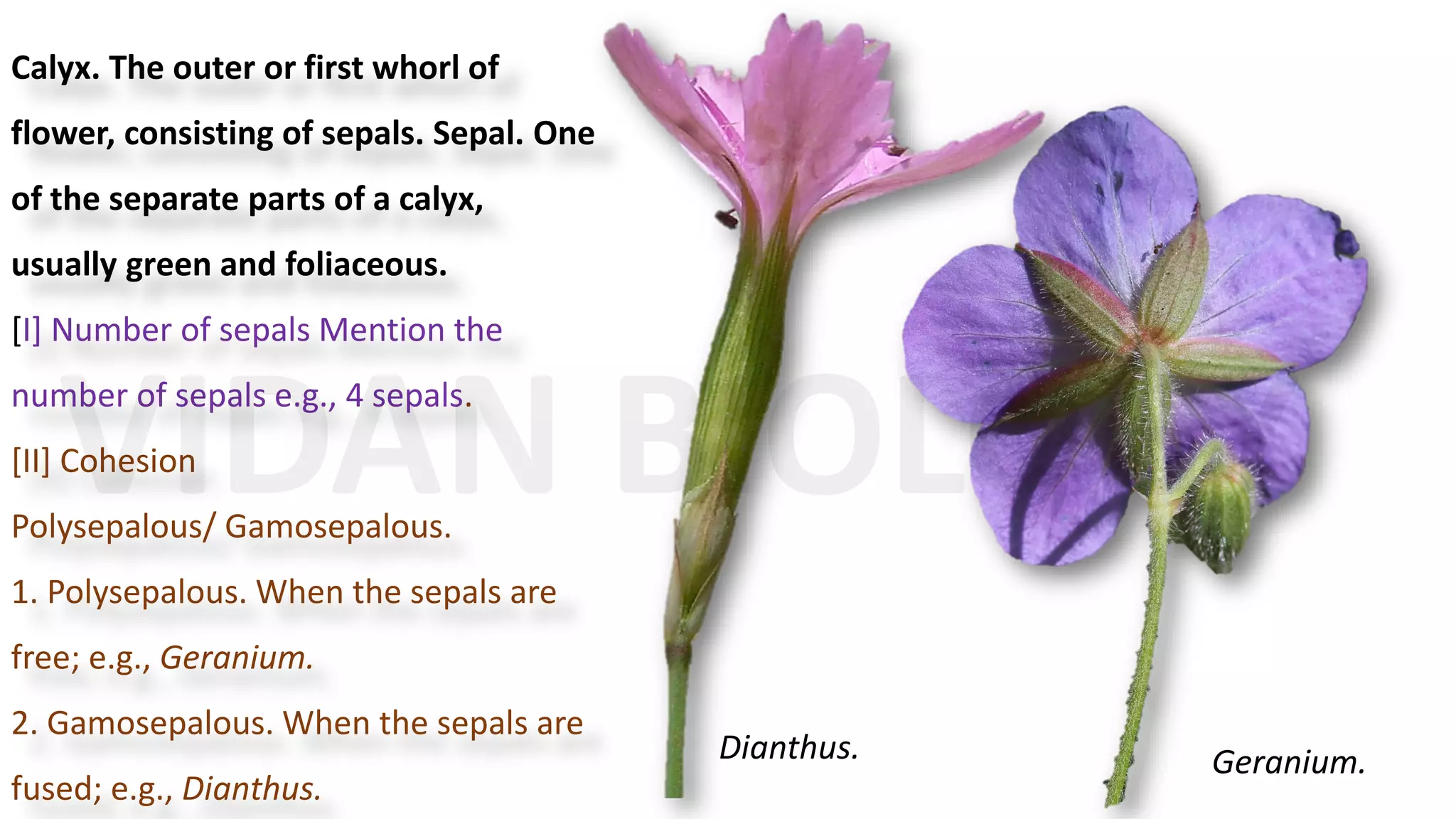Terminology of plant Taxonomy.pdf
