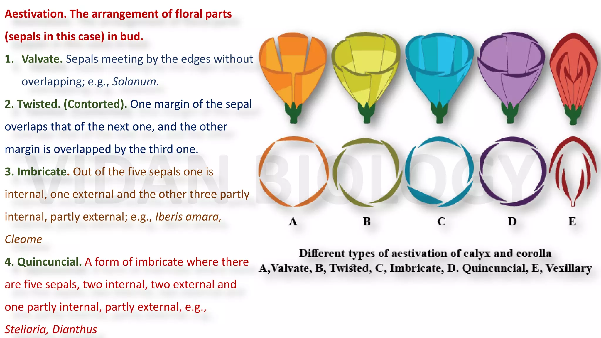 Terminology of plant Taxonomy.pdf