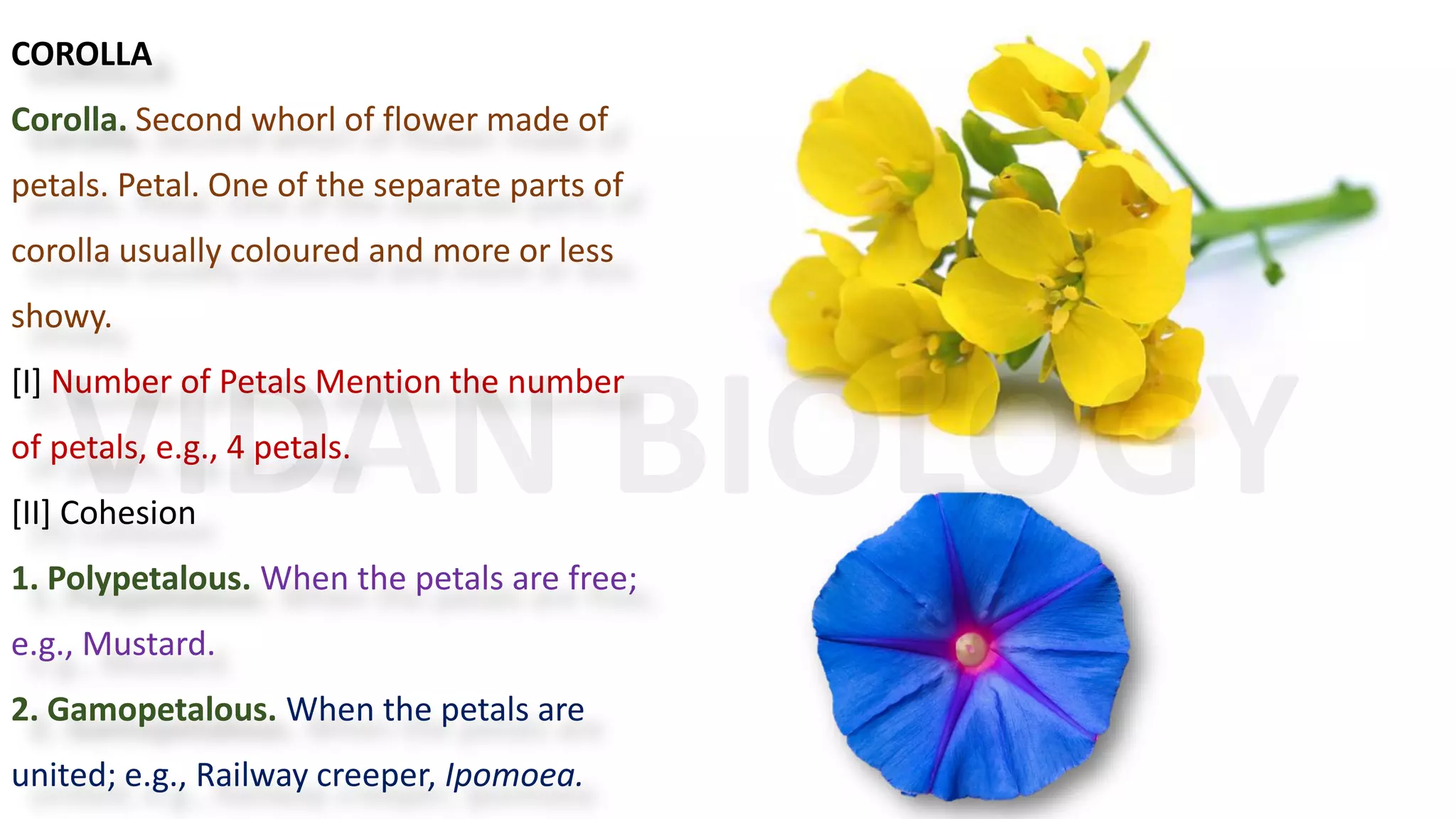 Terminology of plant Taxonomy.pdf