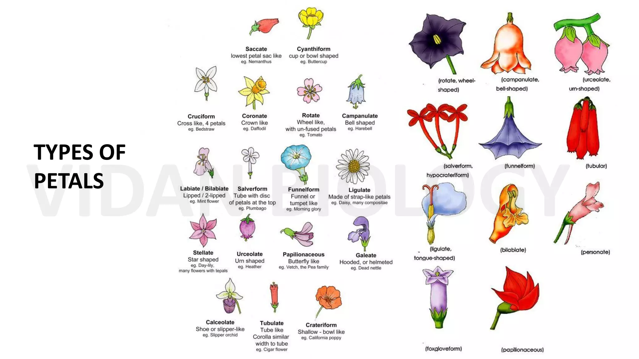 Terminology of plant Taxonomy.pdf