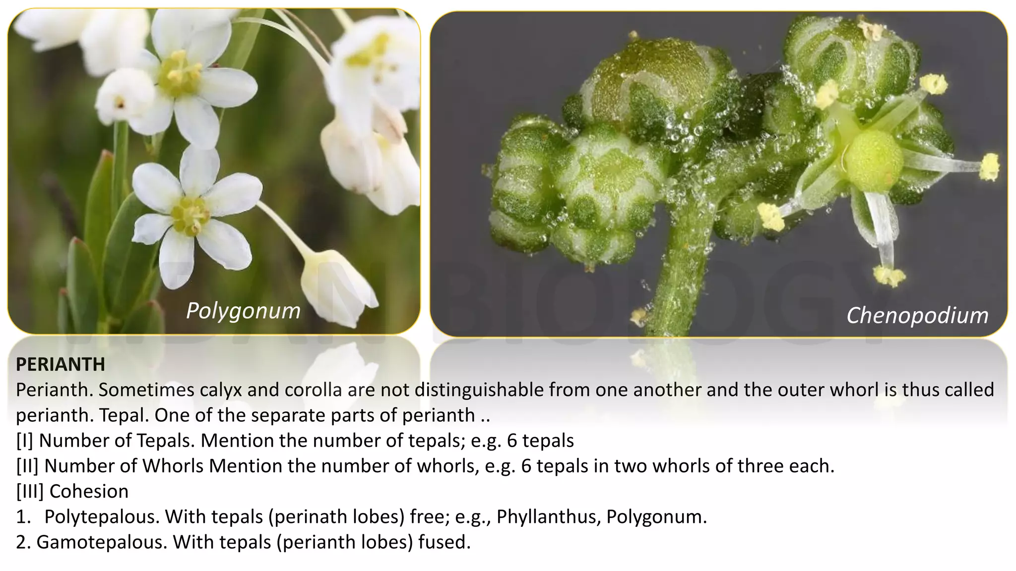 Terminology of plant Taxonomy.pdf