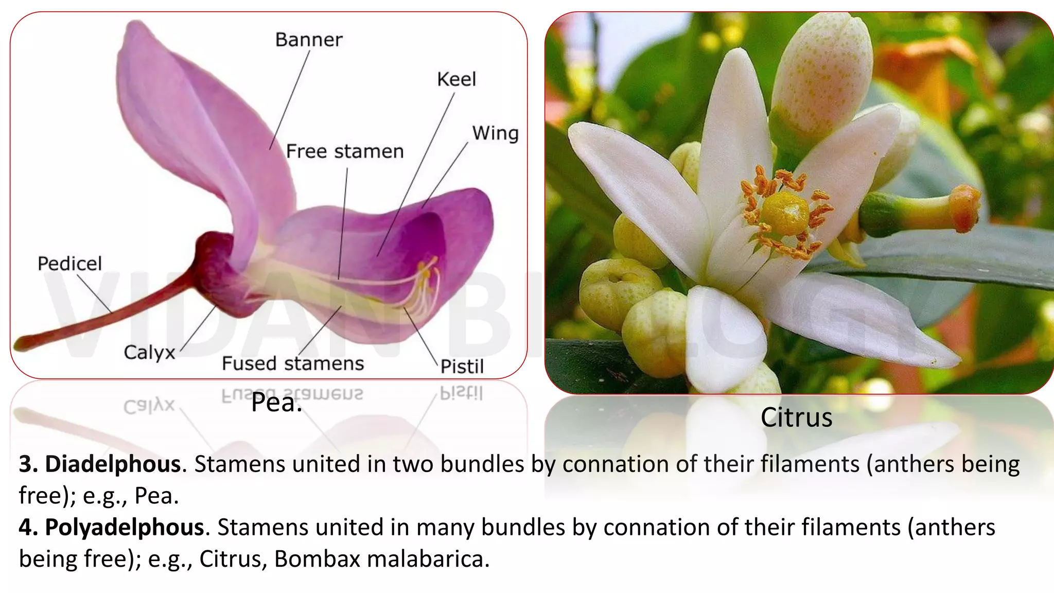 Terminology of plant Taxonomy.pdf