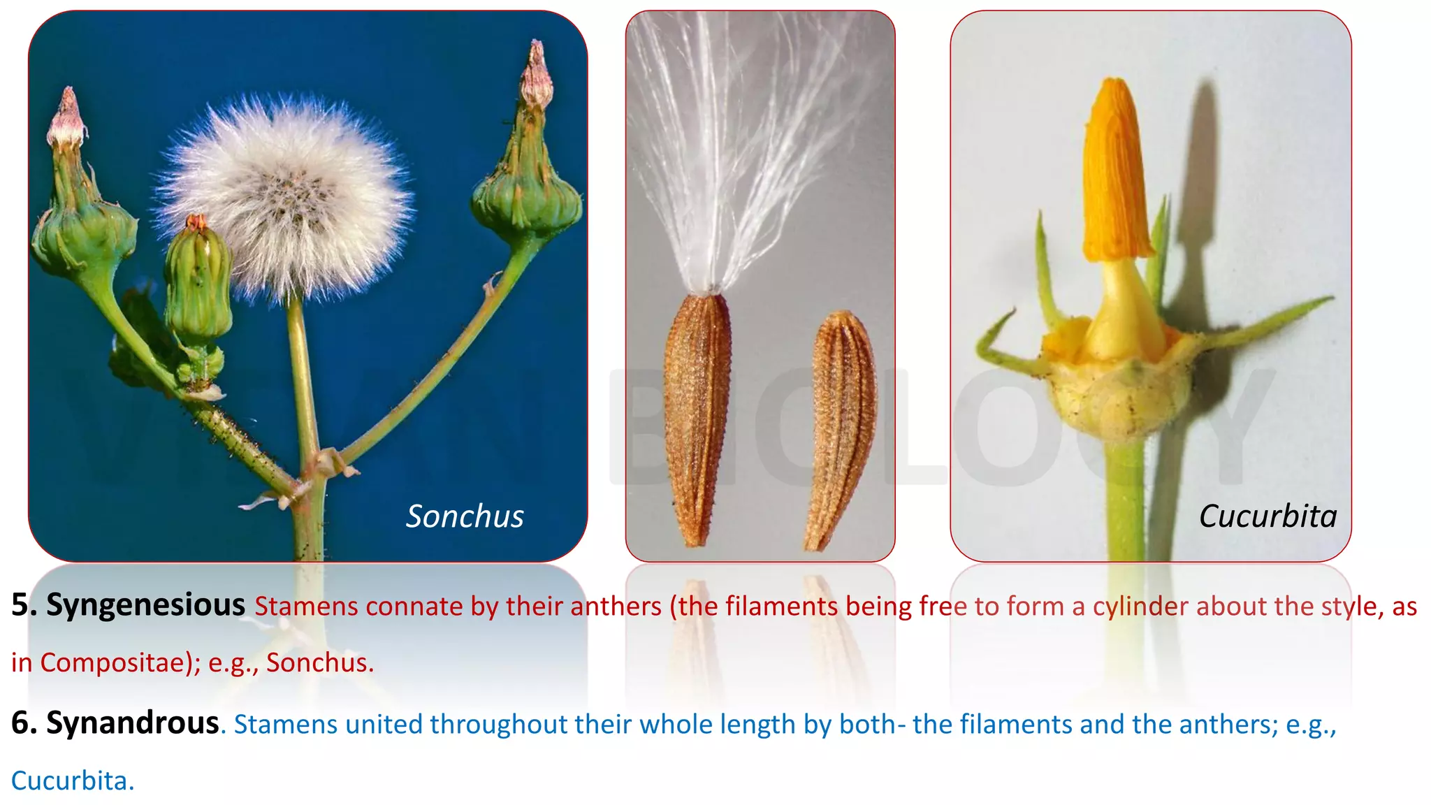 Terminology of plant Taxonomy.pdf