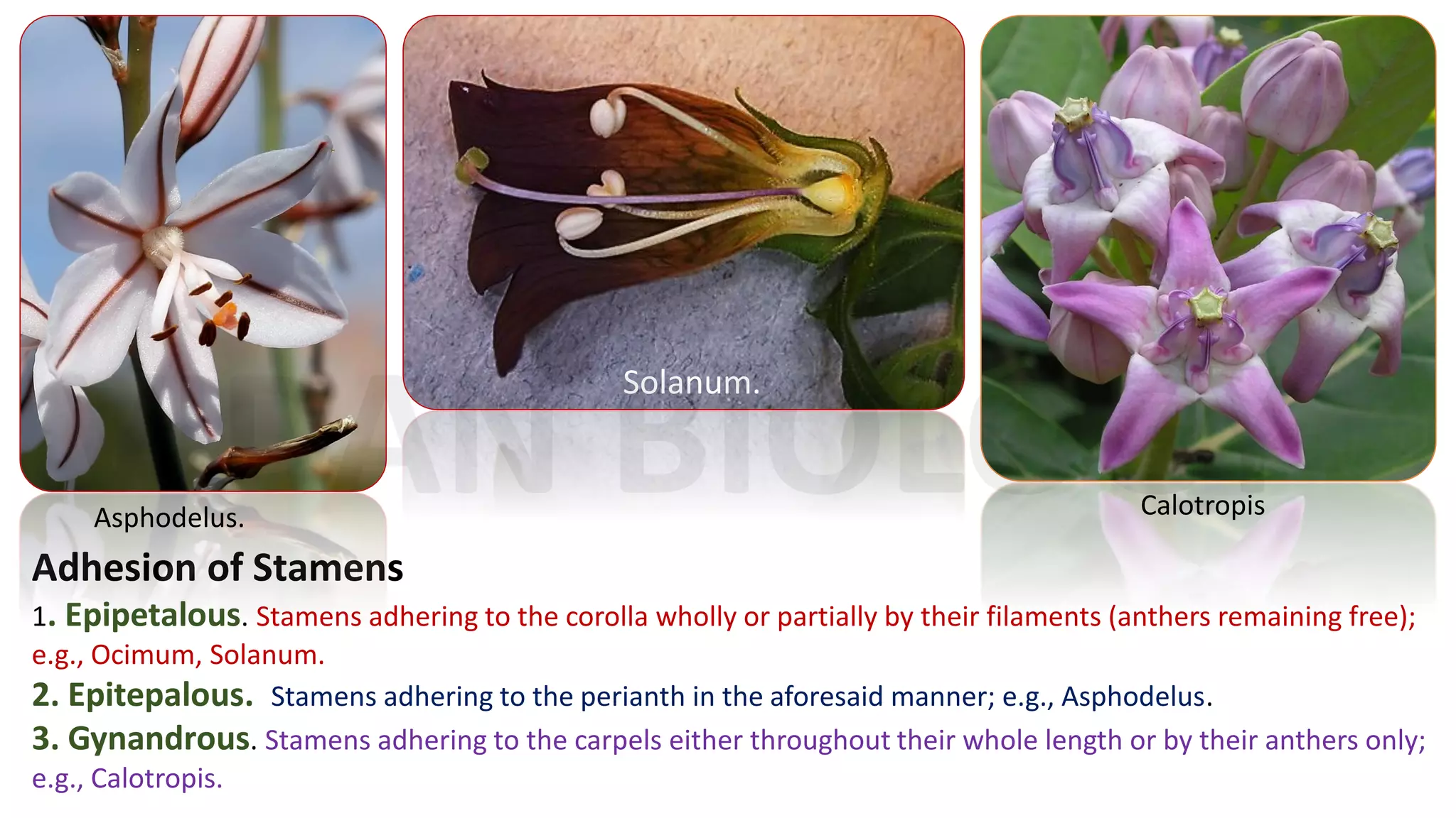 Terminology of plant Taxonomy.pdf