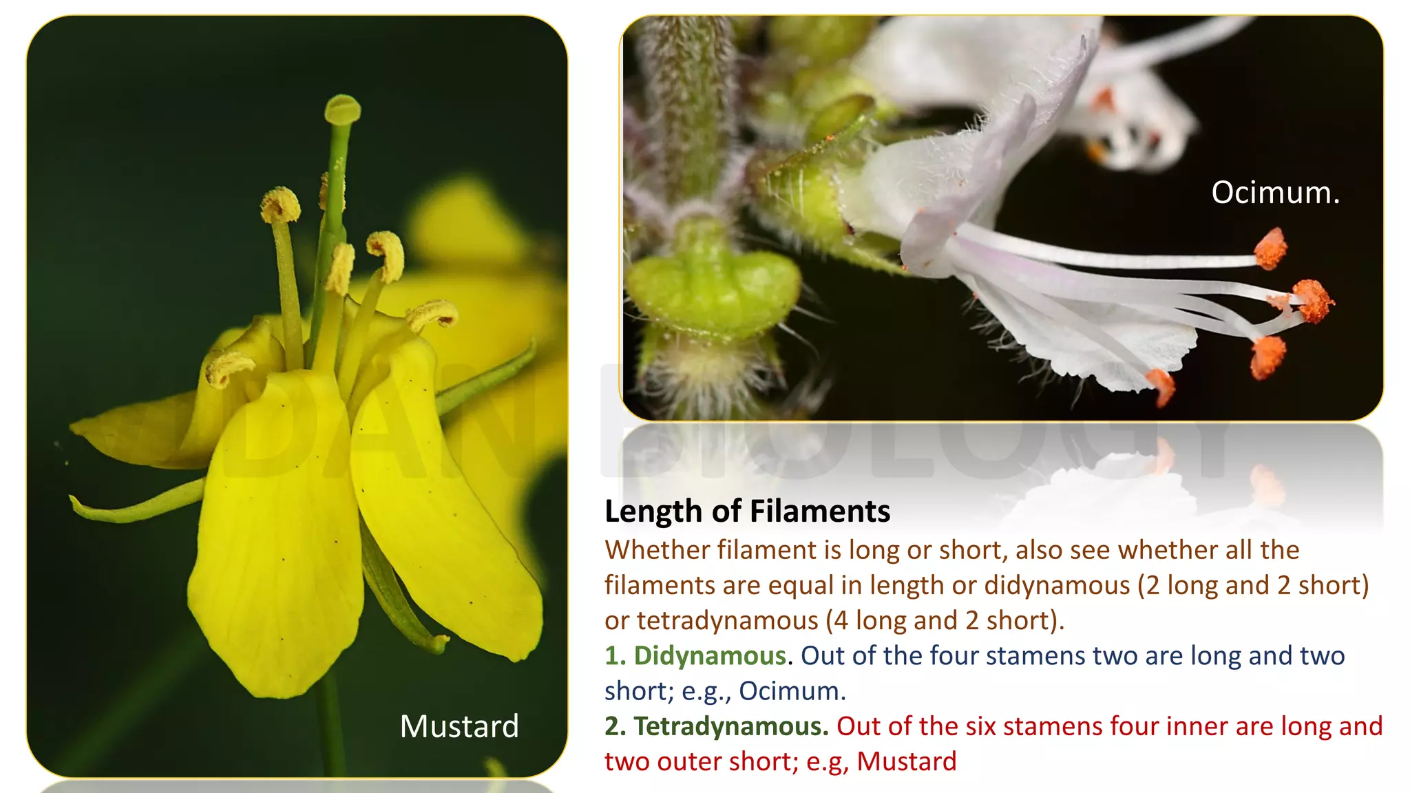 Terminology of plant Taxonomy.pdf