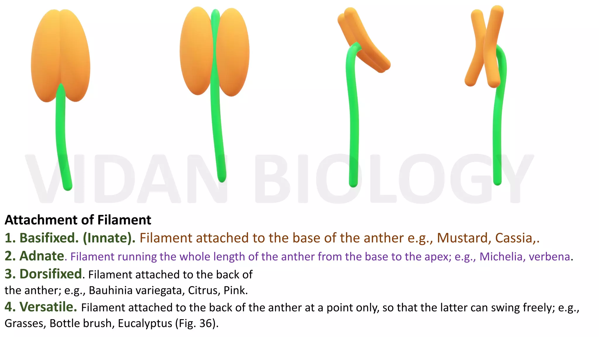 Terminology of plant Taxonomy.pdf