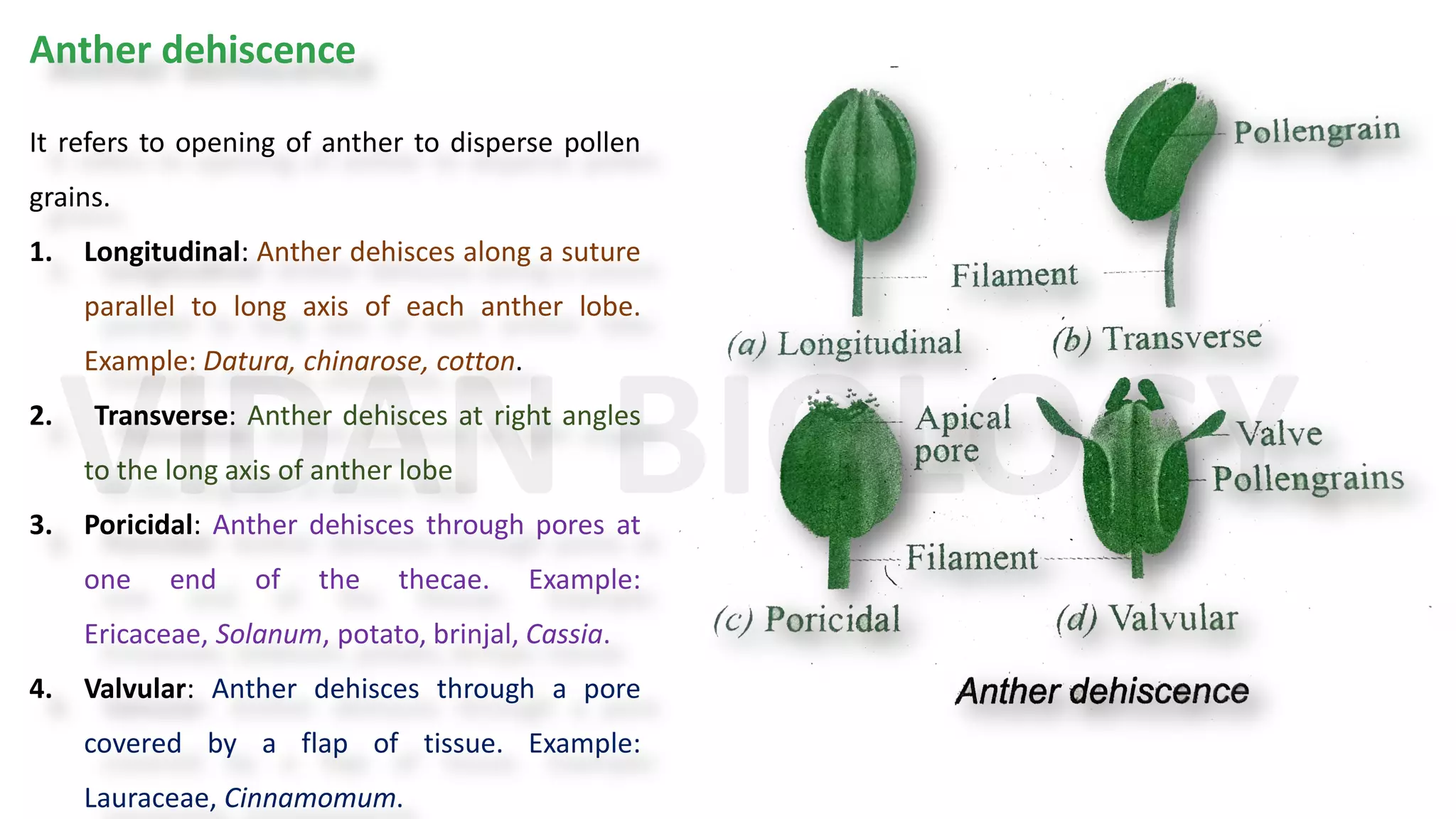 Terminology of plant Taxonomy.pdf