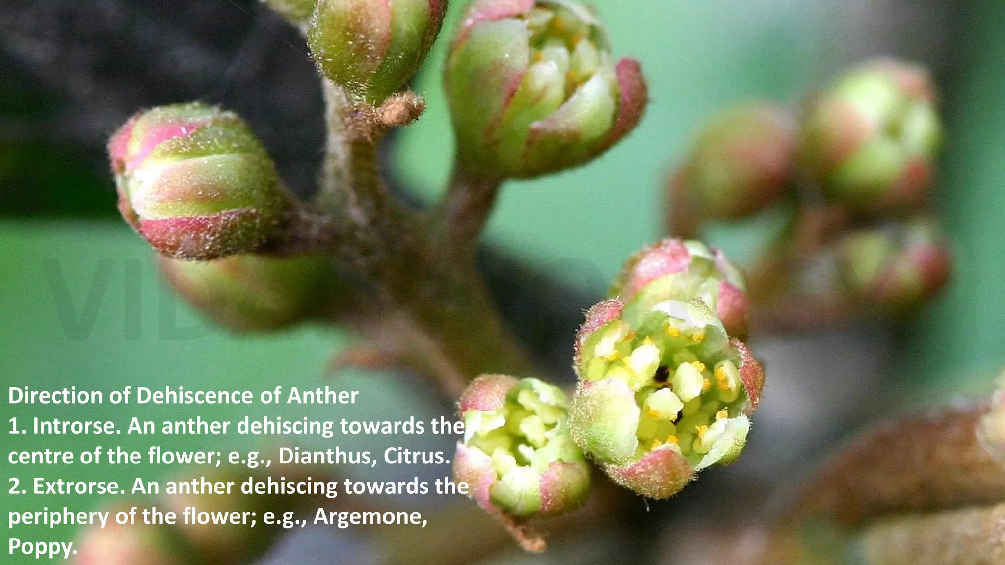 Terminology of plant Taxonomy.pdf