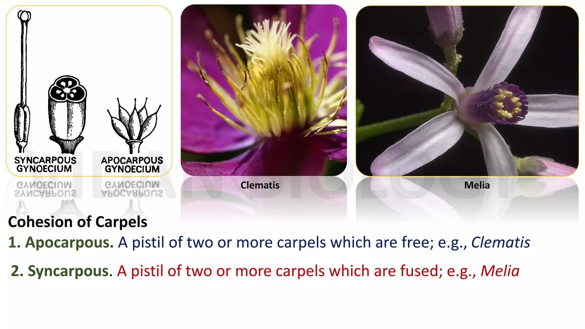 Terminology of plant Taxonomy.pdf