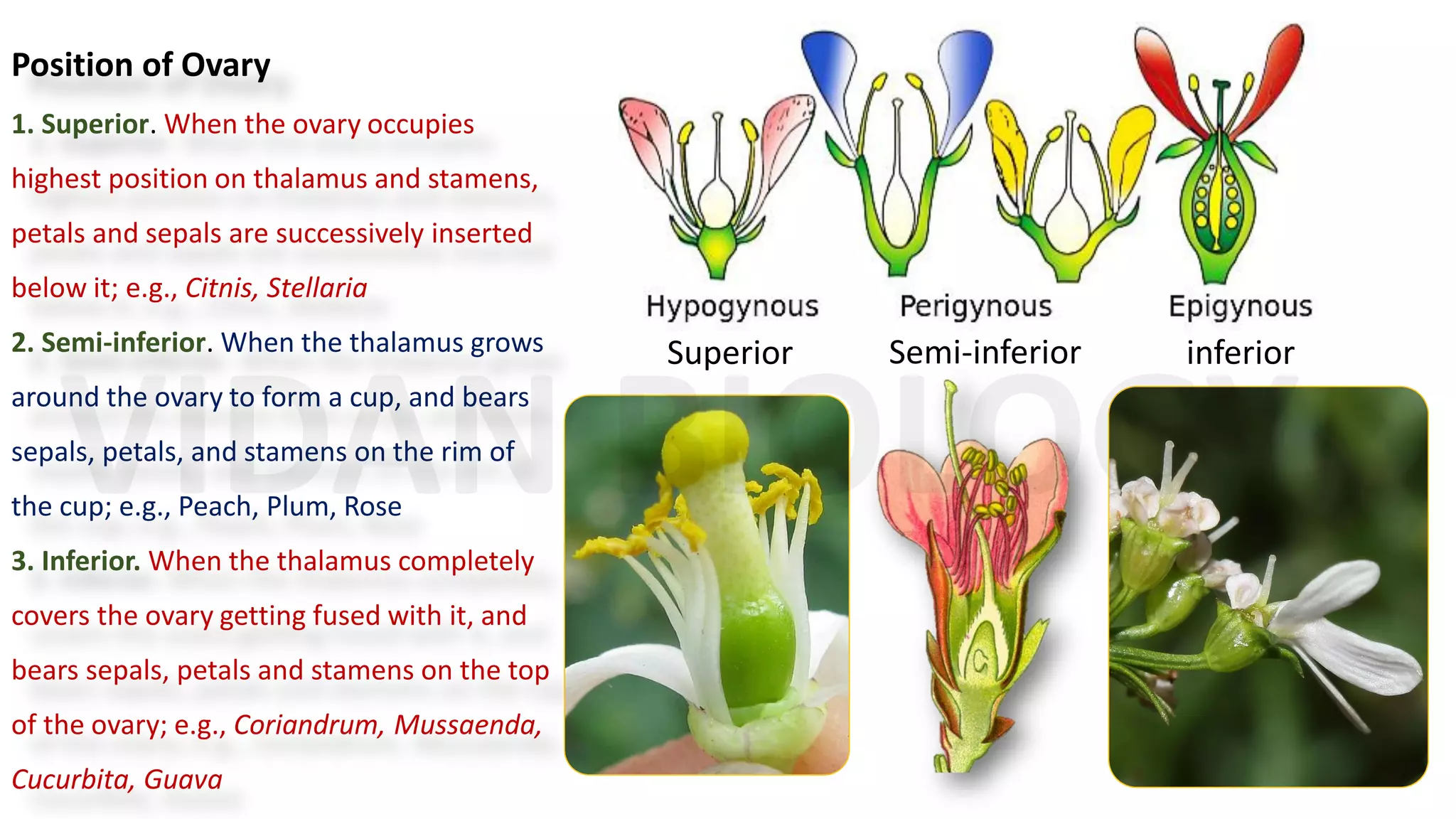 Terminology of plant Taxonomy.pdf