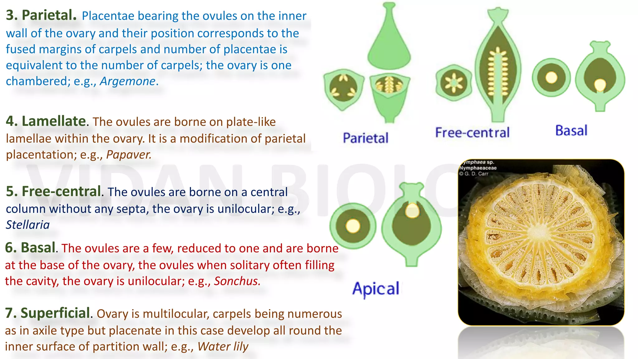 Terminology of plant Taxonomy.pdf