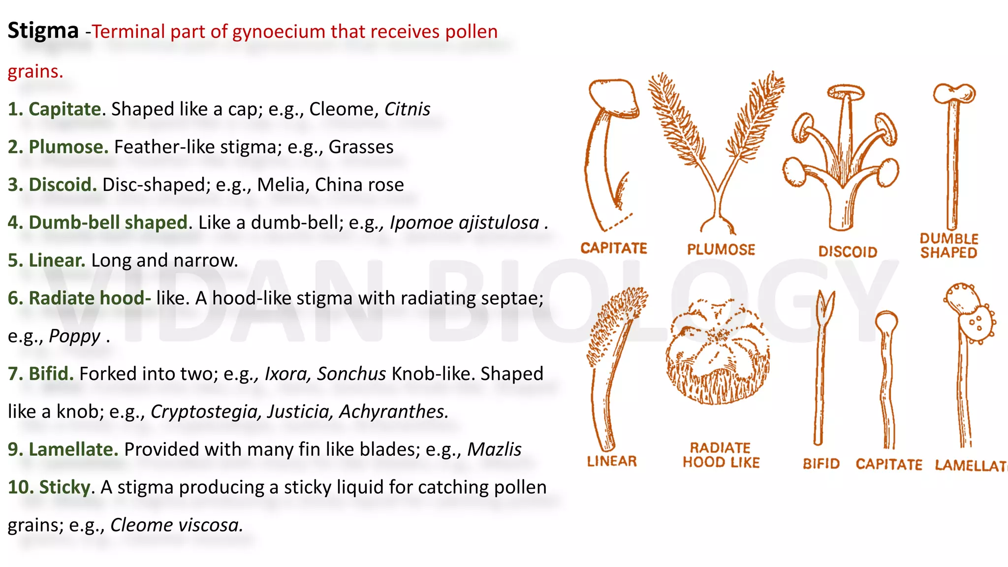 Terminology of plant Taxonomy.pdf
