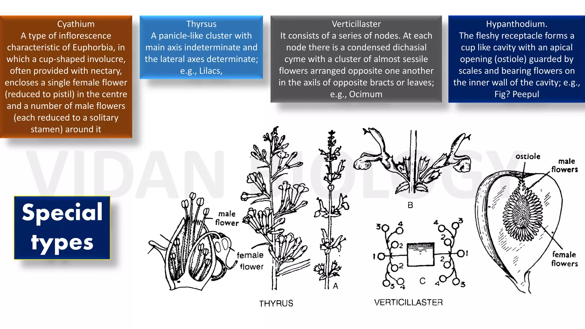 Terminology of plant Taxonomy.pdf