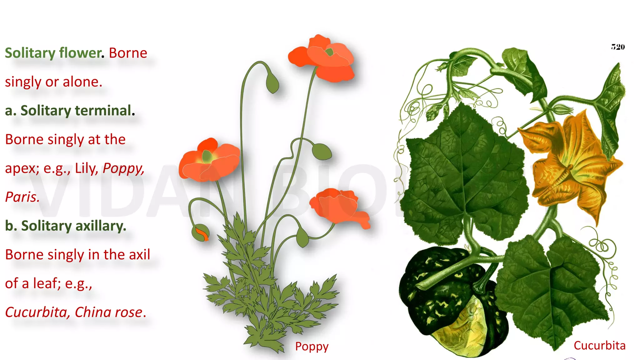 Terminology of plant Taxonomy.pdf
