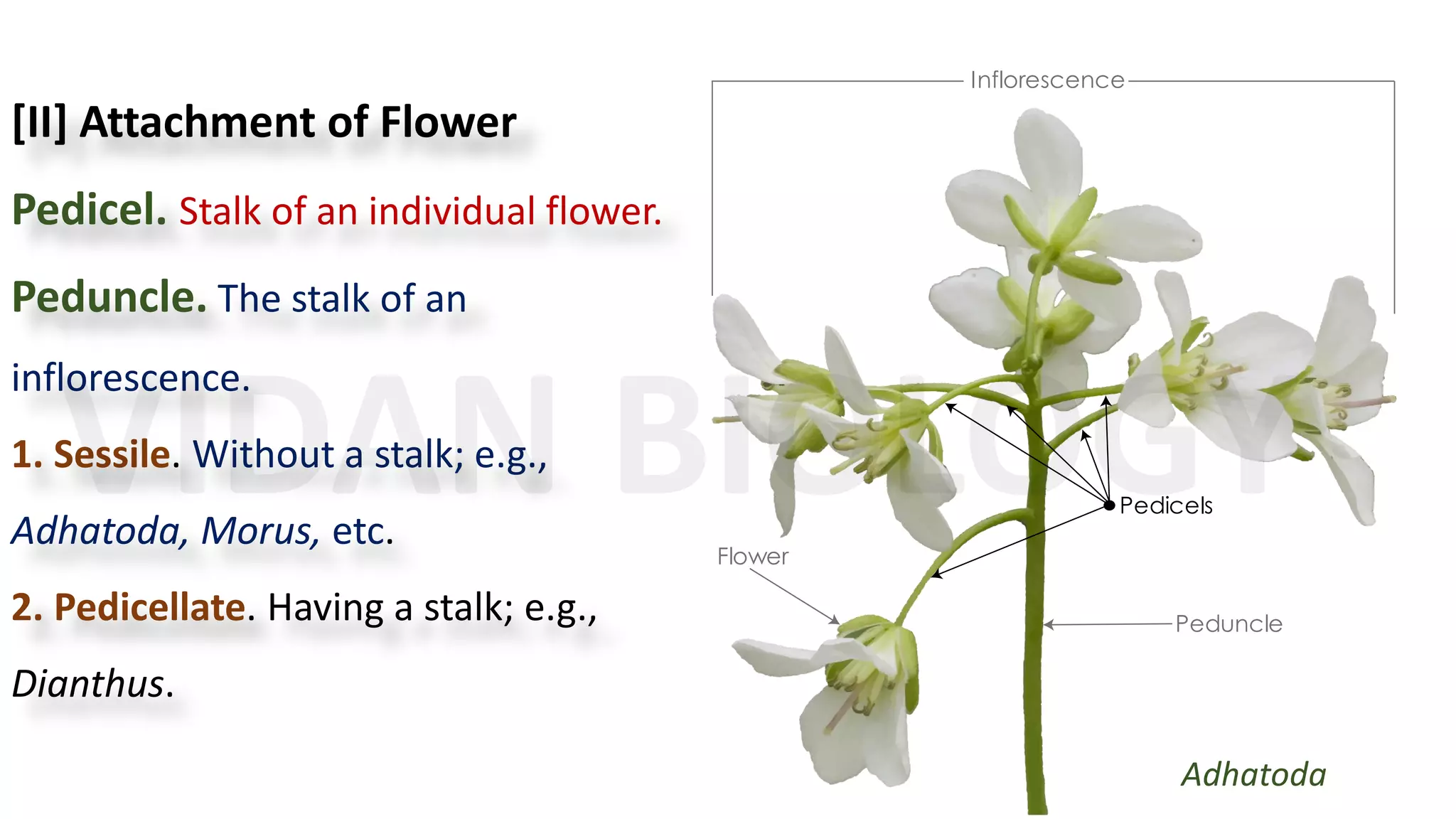 Terminology of plant Taxonomy.pdf