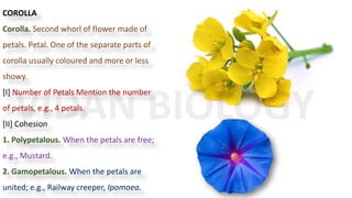 Terminology of plant Taxonomy.pdf