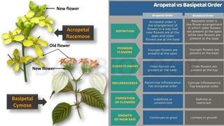 Terminology of plant Taxonomy.pdf