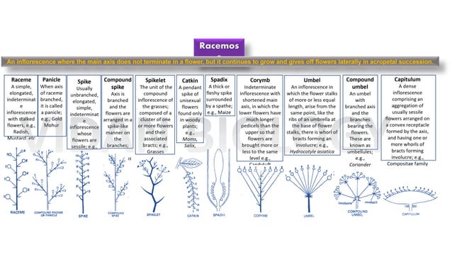 Terminology of plant Taxonomy.pdf